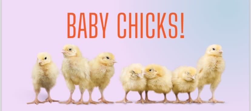 Baby Chicks! - Downtown Worcester